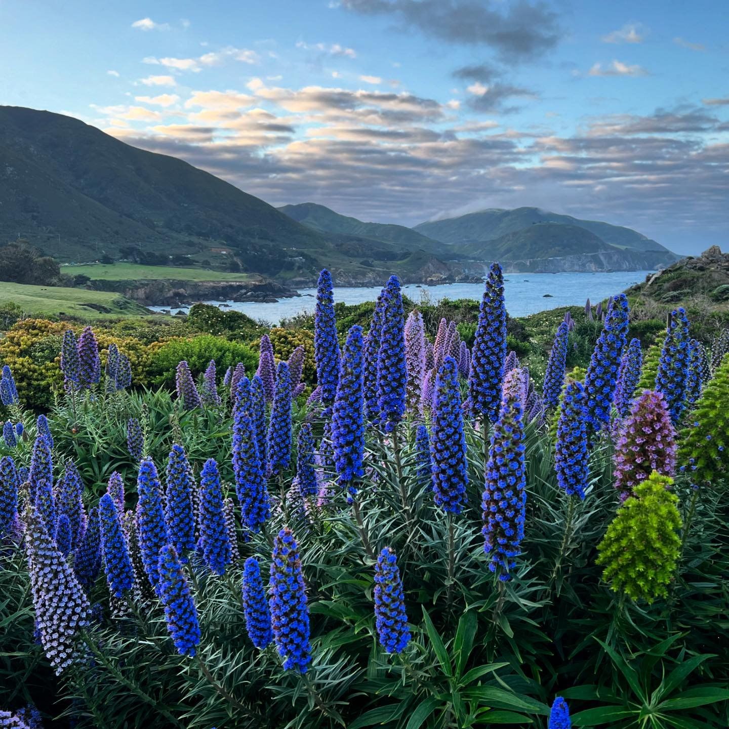 Smokkel - Ivo van Woerden
